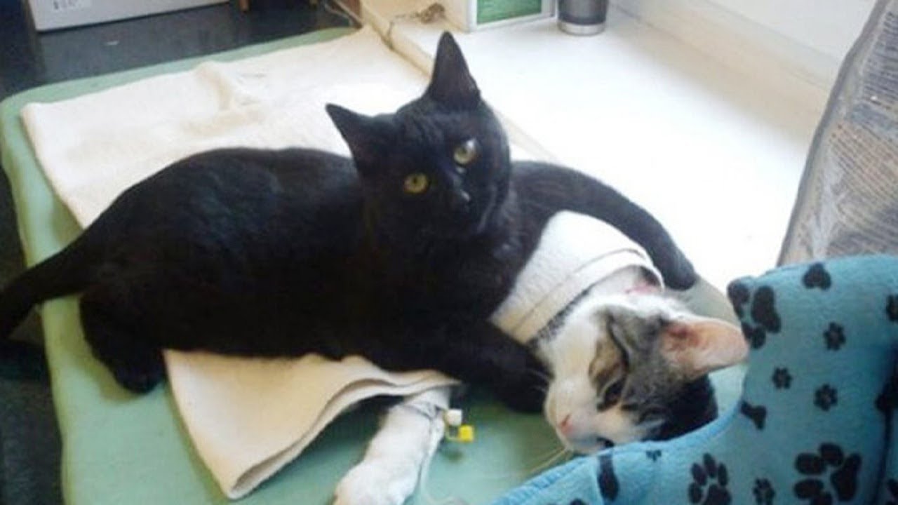 Shelter rescues cat, later realizes it has a special gift for ...