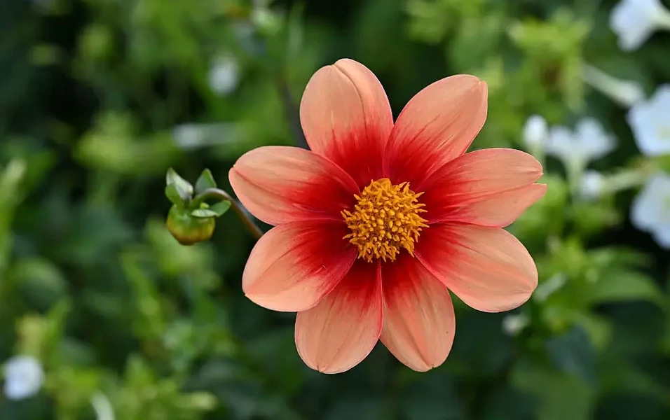 Dahlia tuber secrets for blooms all season