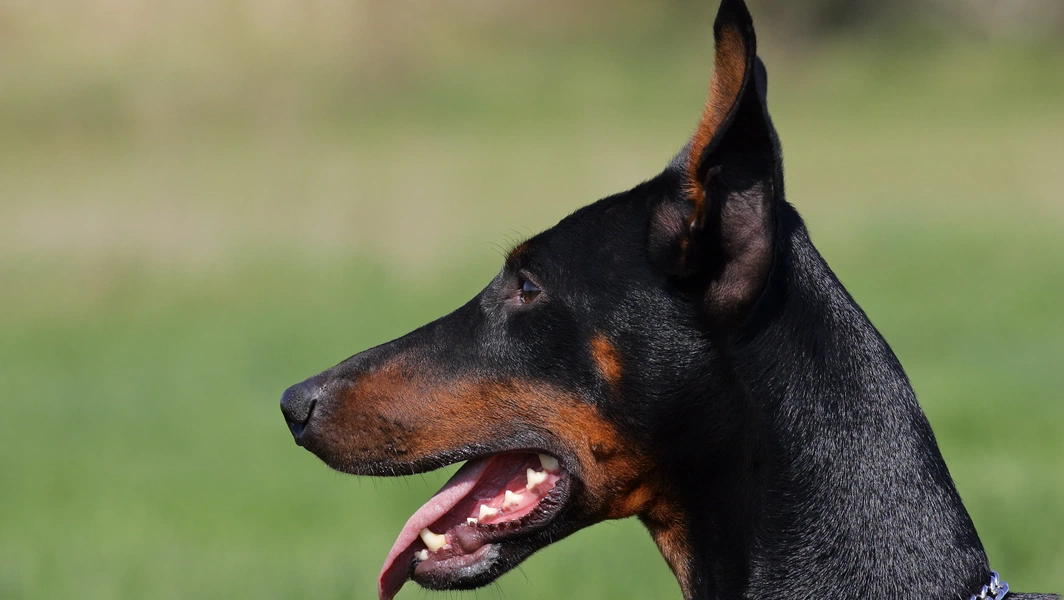 15 dog breeds devoted to one person