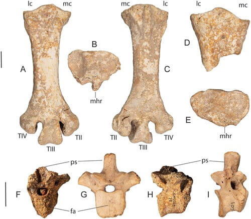 Scientists uncover 16 fossil species preserved in an isolated cave ...