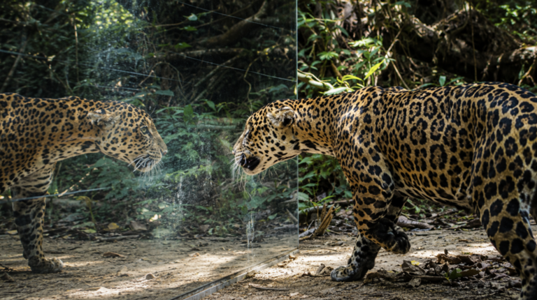 Can animals recognize themselves in the mirror?