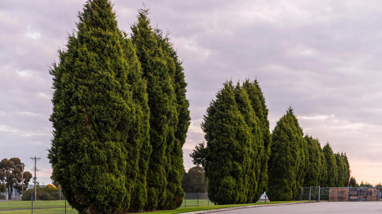 Southern gardeners love this fast-growing tree for backyard privacy