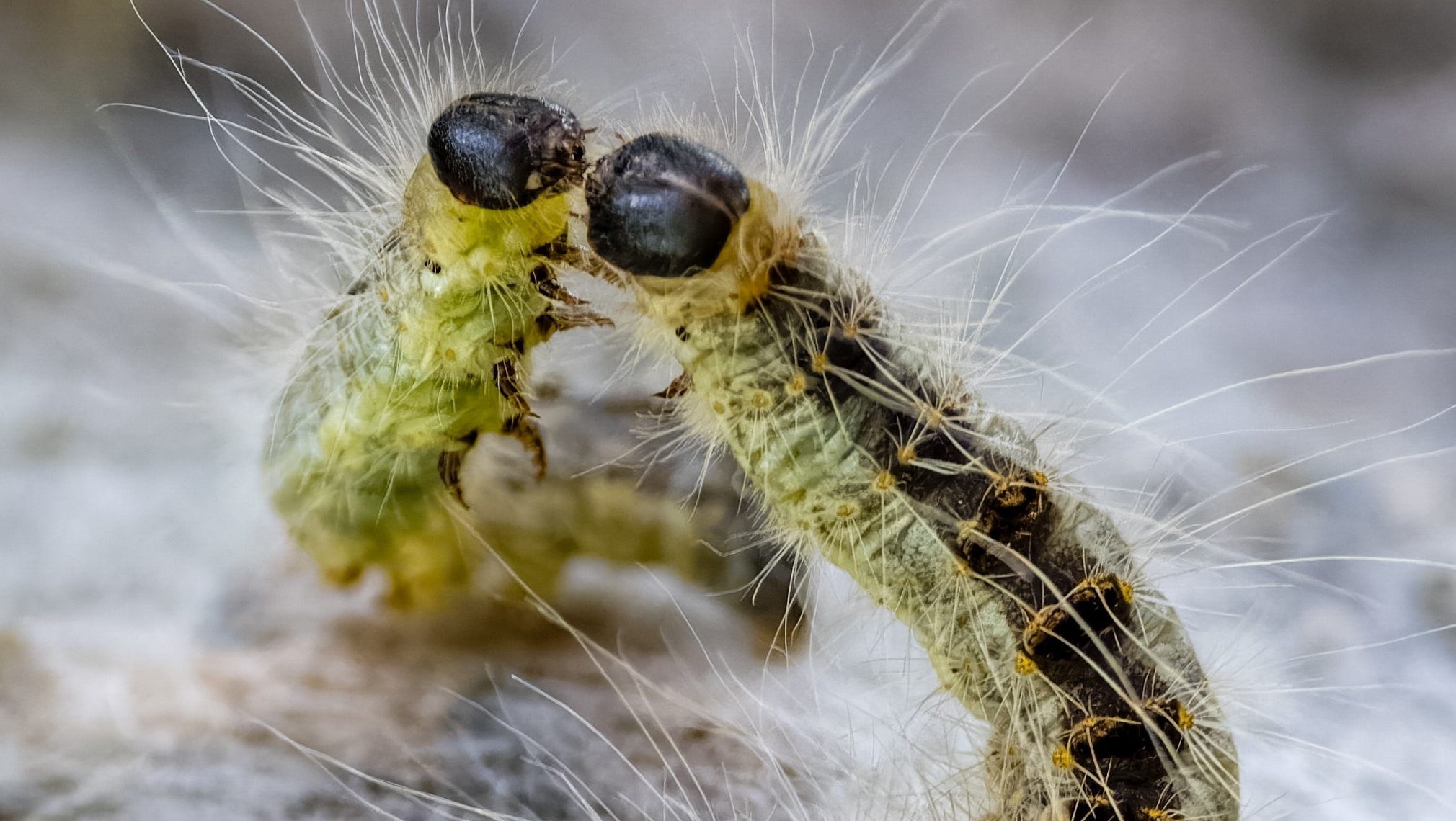 Toxic caterpillars leave Berlin residents with rashes and breathing ...