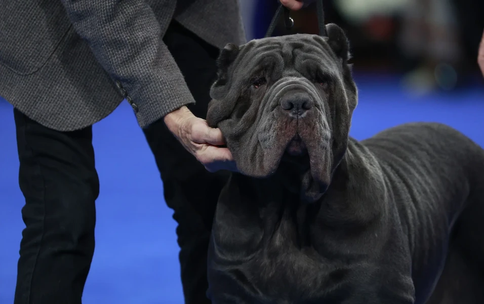 Living large with mastiff breeds