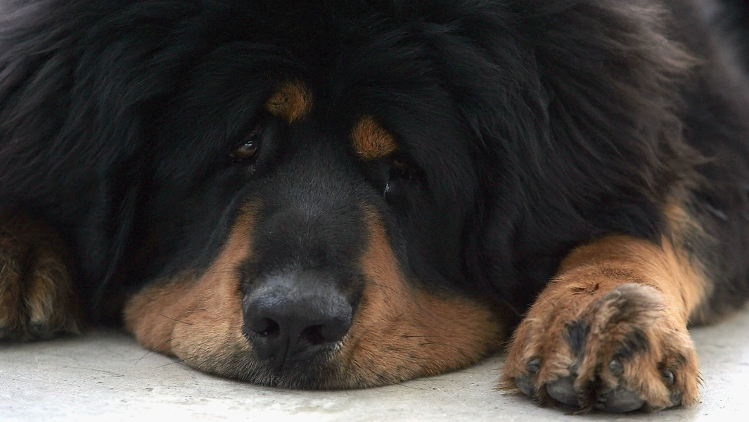 Living large with mastiff breeds
