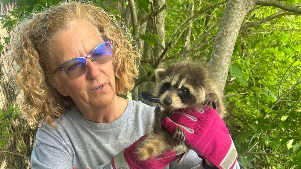 Tree-mendous rescue saves three stranded baby raccoons in Buxton