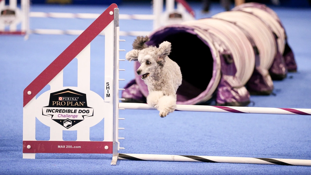 Viral poodle 'Cookie' spotlights small-dog care needs