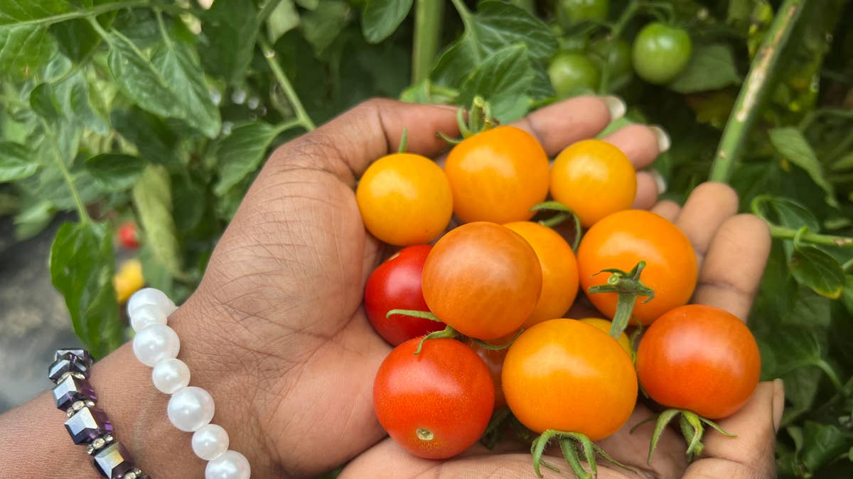 Home gardener's top 3 tips for beginners growing tomatoes go viral