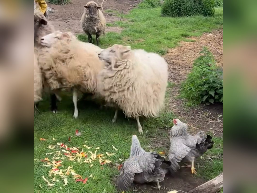 Food jealousy! Two chickens attack several sheep-and win!