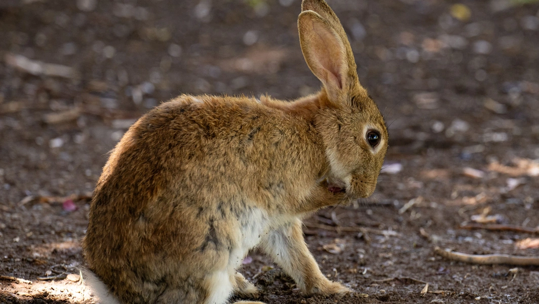 Bunny care tips for happy, healthy rabbits