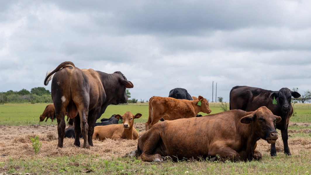 Ground beef prices jump 14% as BBQ costs climb
