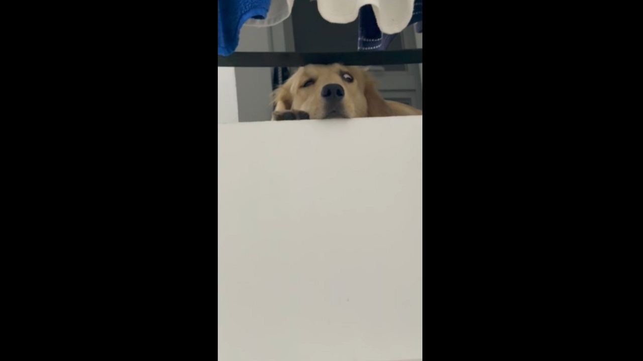Max Ferrer's unusual dilemma: Caught in a tight spot, dog's eye creates ...