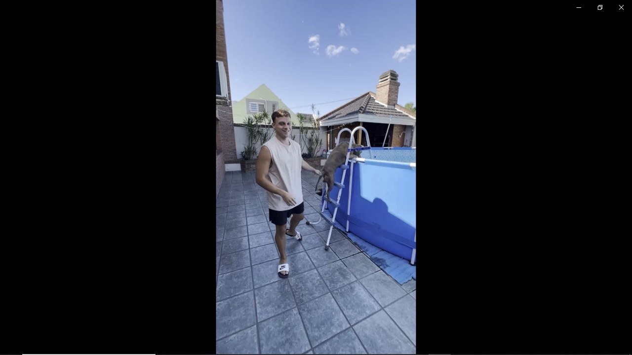 Dog takes matters into his own paws, promptly dives into pool after ...