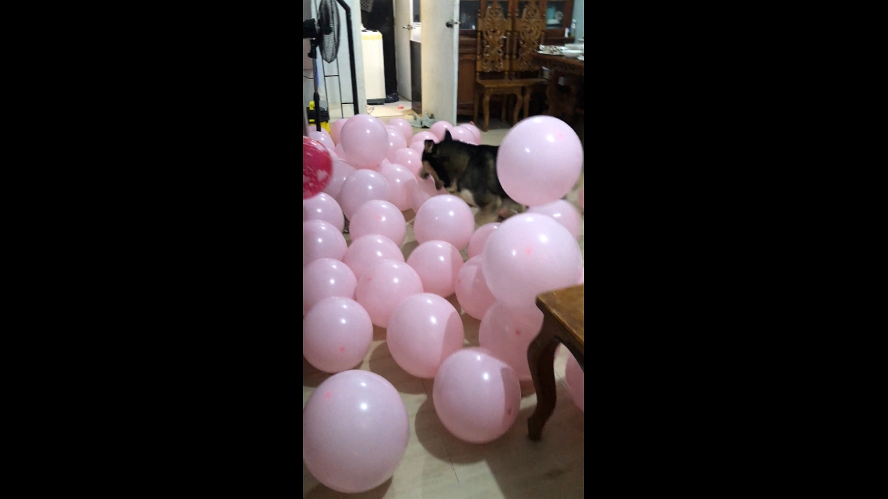 Joyful New Year's tradition: Pancho the balloon-popping pooch spreads ...