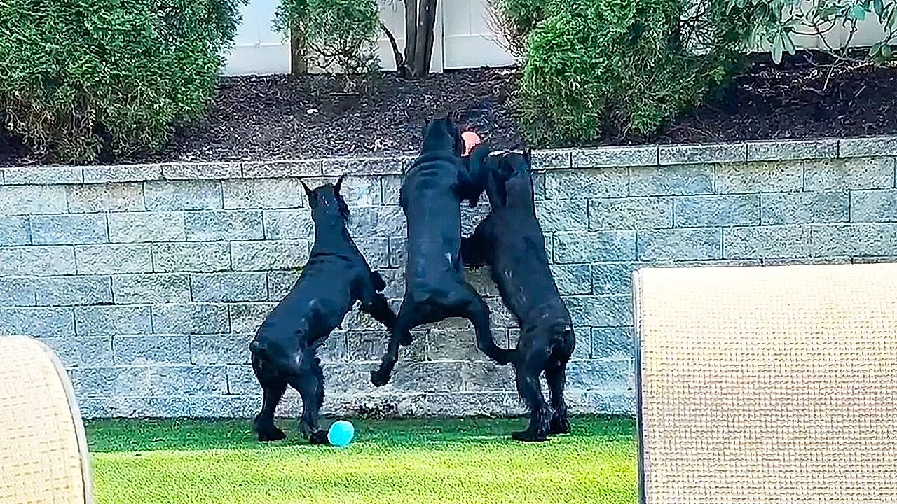Three giant schnauzers left puzzled by ball just out of reach