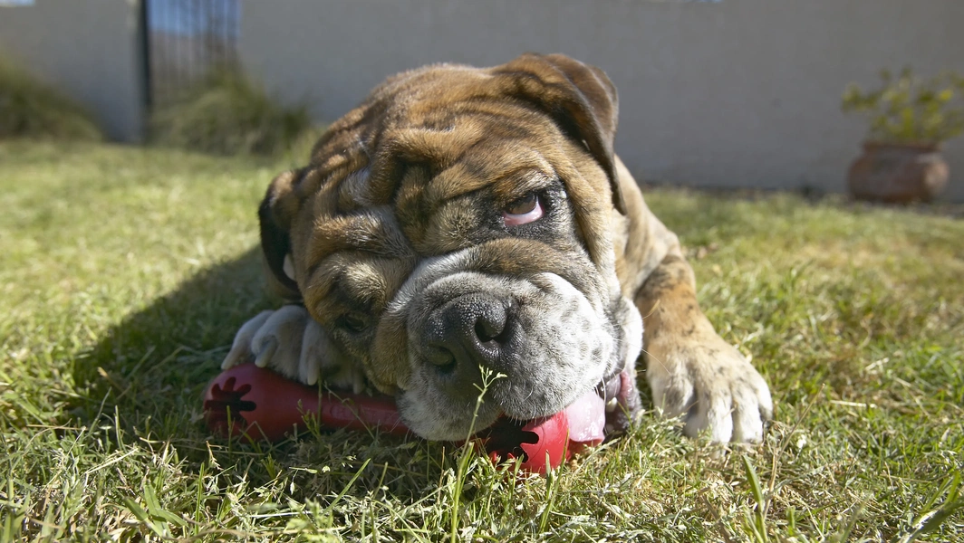 10 dog breeds from laid-back to high-energy