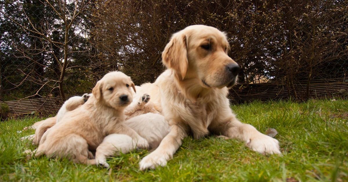 Mama golden retriever hears her tiny baby crying, then moves close so ...