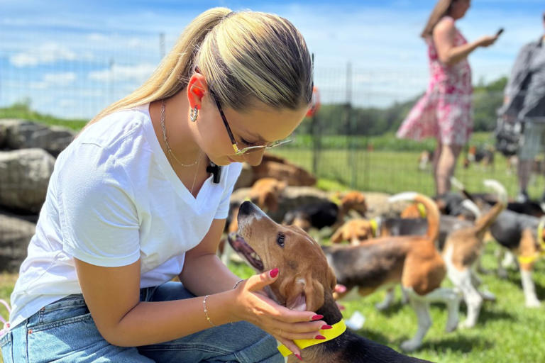 Wisconsin beagle research facility that drew protests is closing as ...