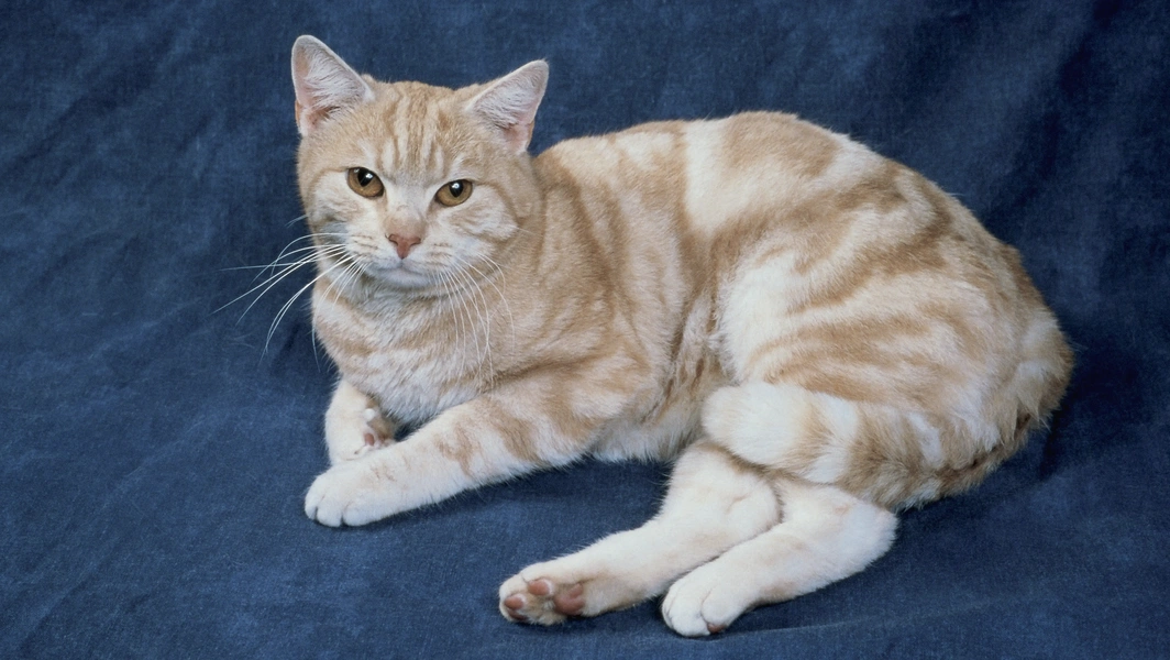 Genetics, myths, and traits of orange cats