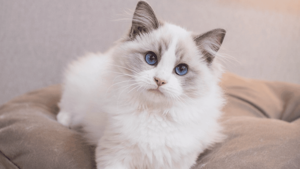 5 feline behaviors that seem to demonstrate a protective instinct