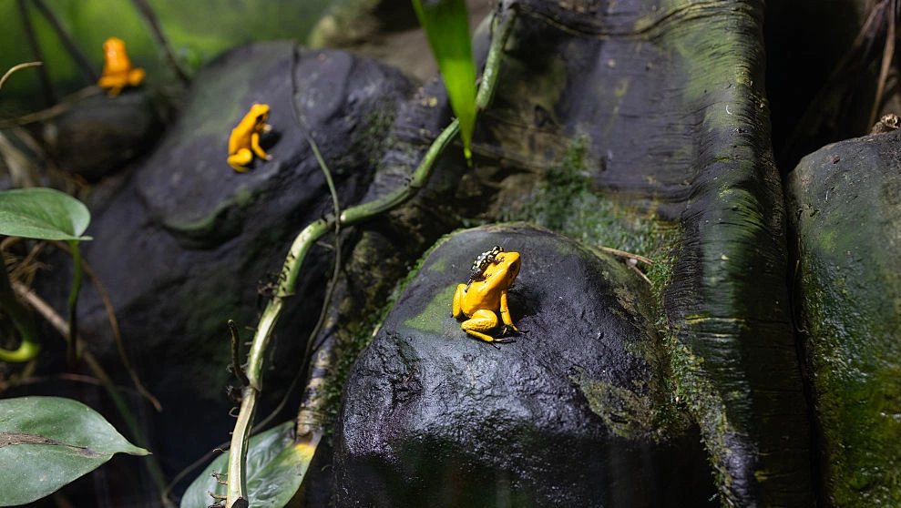 8 remarkable frogs with unique adaptations and colors