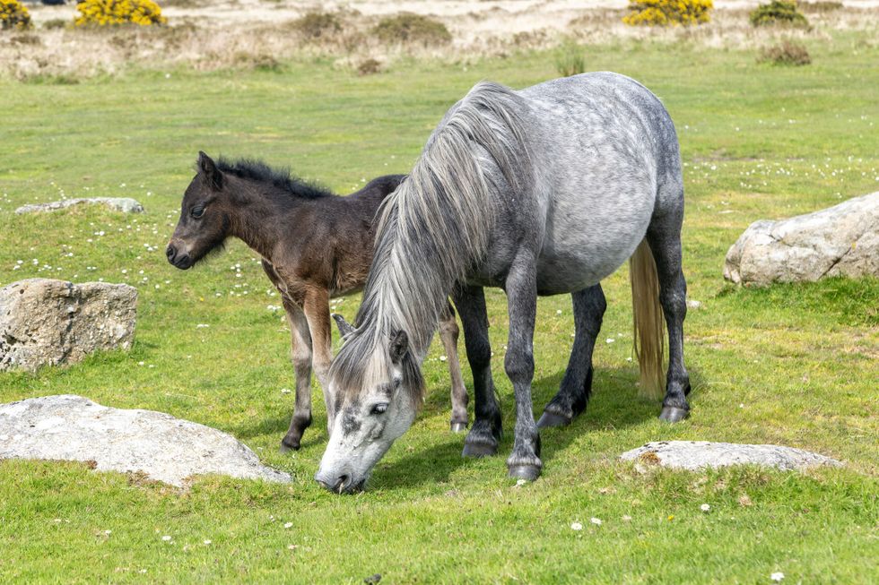 Keir Starmer 'will not allow' mass cull of Dartmoor ponies