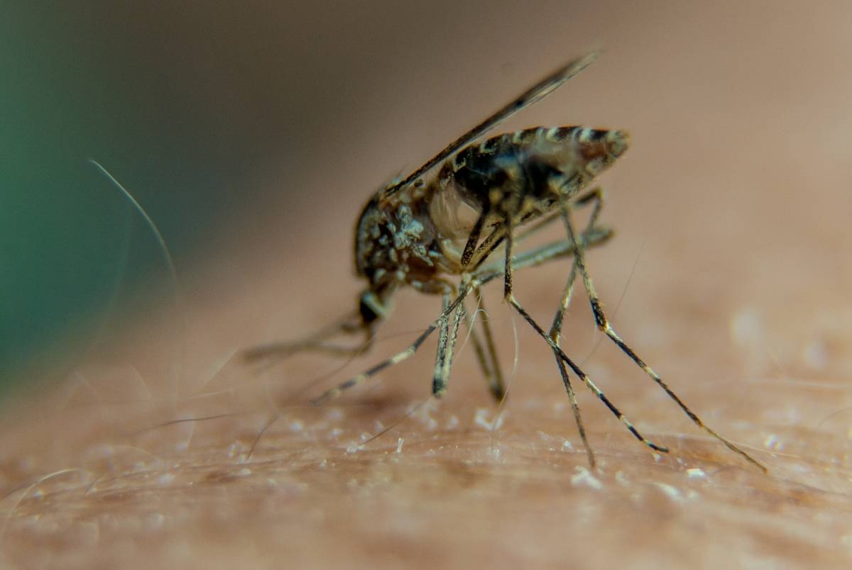 Scaling up key as French firm bets on sterile mosquitoes