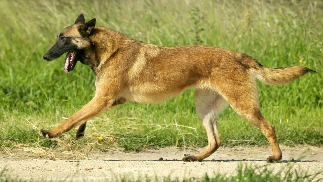 5 loyal guard dogs with strong bonds