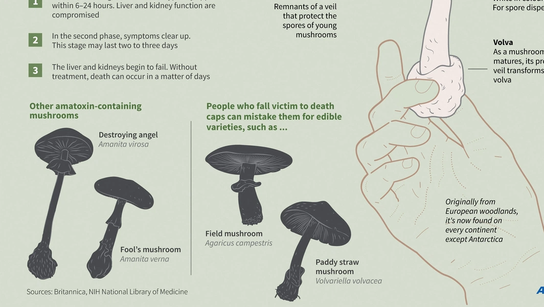 10 poisonous mushrooms that can be deadly