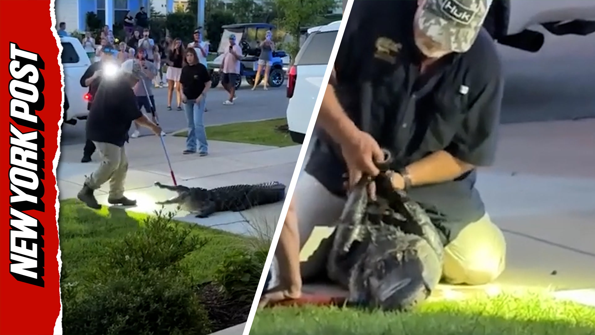Giant alligator tramples through South Carolina neighborhood evading ...