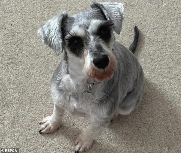 Flutterly adorable! Schnauzer with incredibly long eyelashes is looking ...