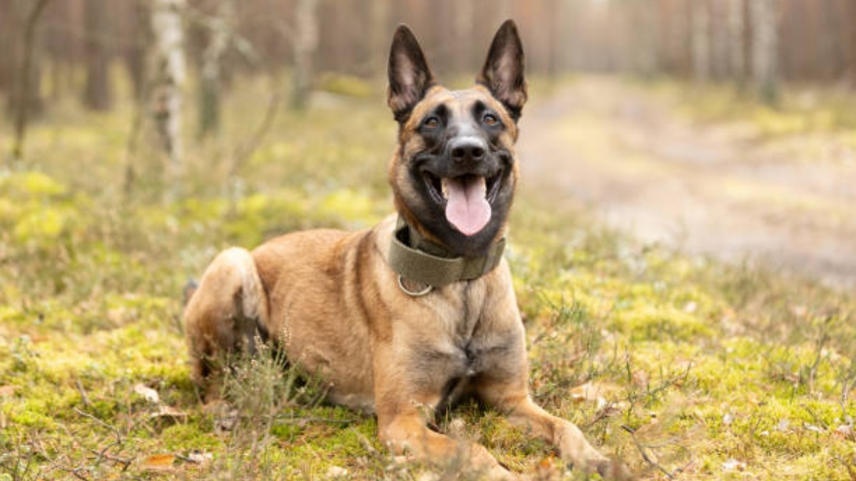 These 12 dog breeds may look amazing, but they aren't the right fit for ...