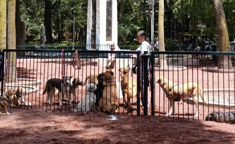 Cuauhtémoc reabre área de perros en Parque México; "lo rehabilitamos ...
