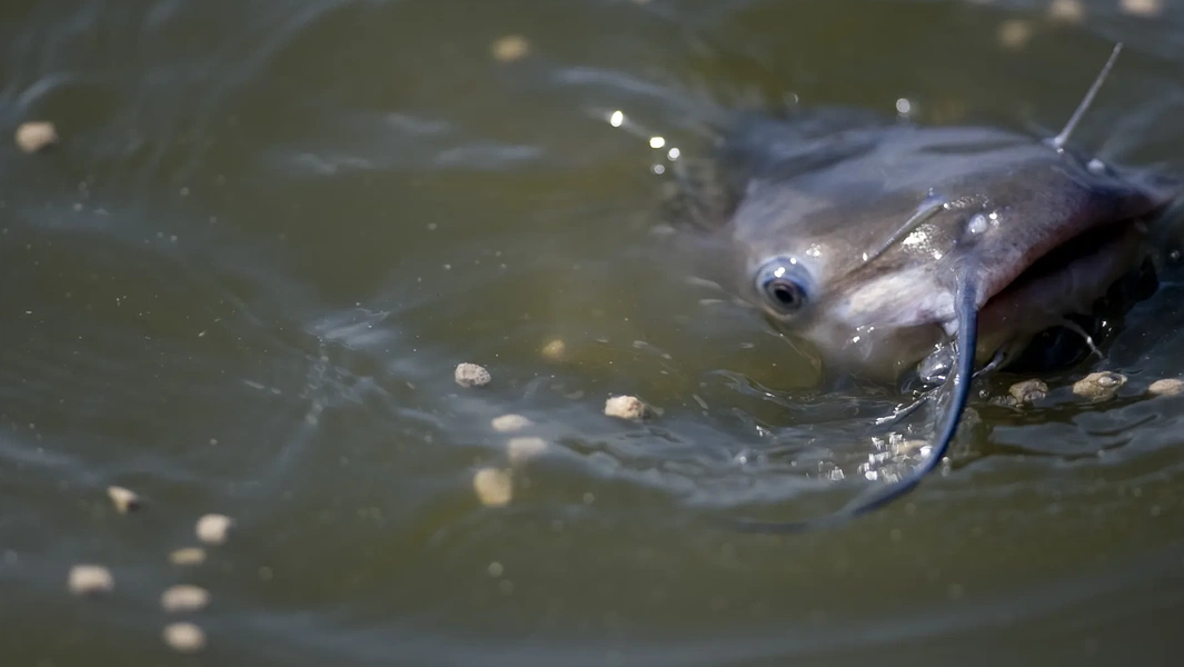 Proven techniques for successful catfish fishing