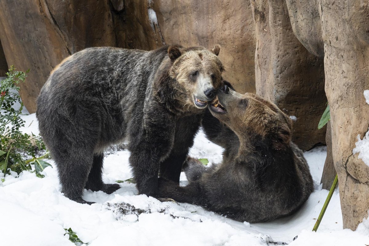 Watch: San Diego Zoo fills bear habitat with man-made snow