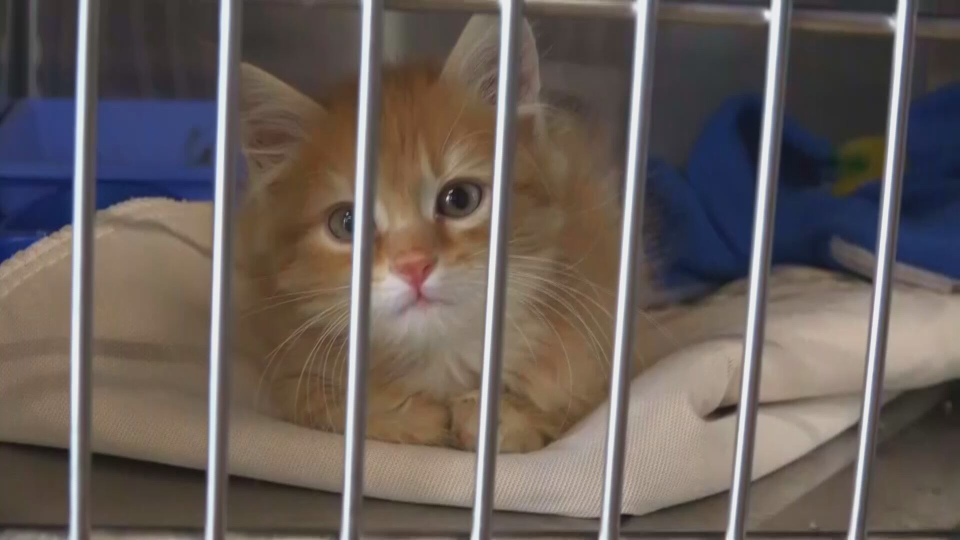 Humane Society of Southwest Missouri to host Putting for Strays fundraiser