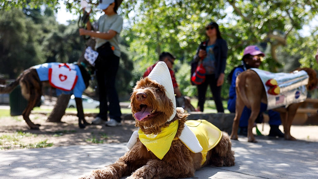 12 heartwarming and funny dog moments