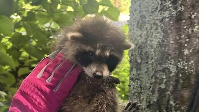 Tree-mendous rescue saves three stranded baby raccoons in Buxton