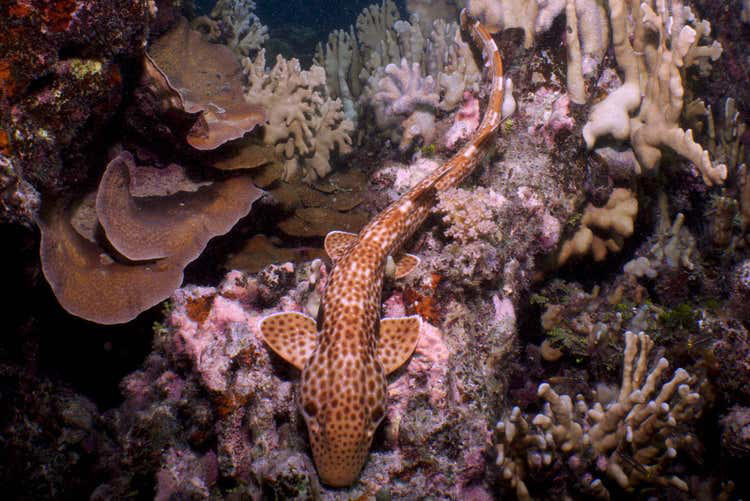 Walking shark found in Papua New Guinea is new to science