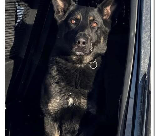 RCMP police dog helps capture Ebb and Flow man after lengthy search ...