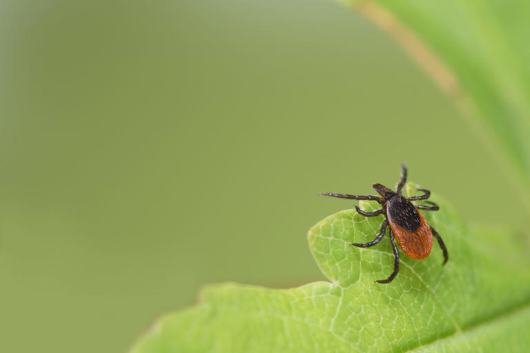 Man hospitalized for weeks with tick-borne illness. What is Powassan virus?