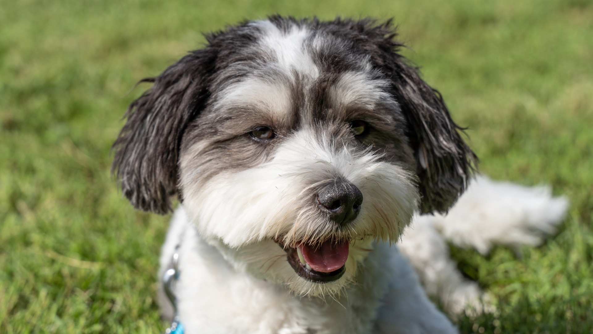 These dog breeds are eager to follow commands