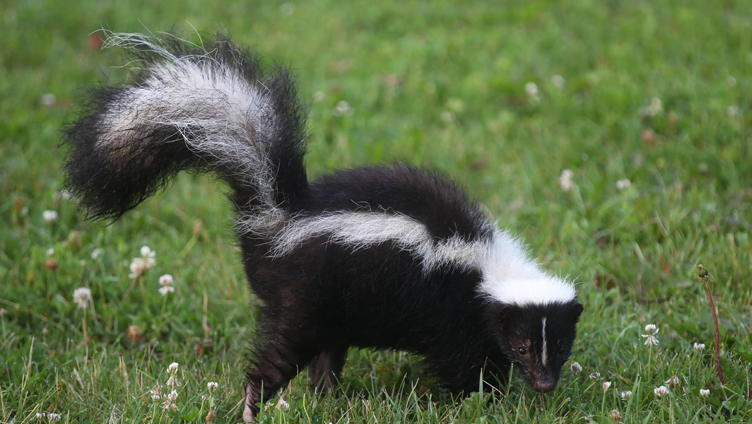 Surprising facts about skunk behavior and adaptations
