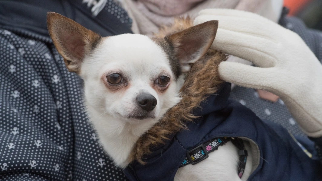 8 dog breeds sensitive to cold weather