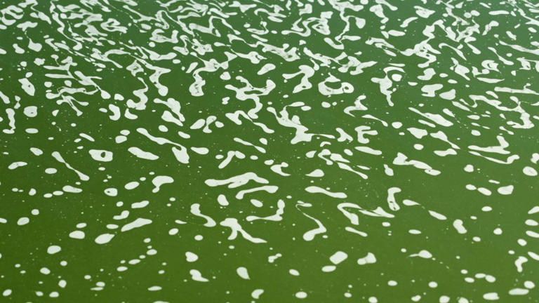 Reflecting Pool woes: Trump administration turns to hydrogen peroxide ...