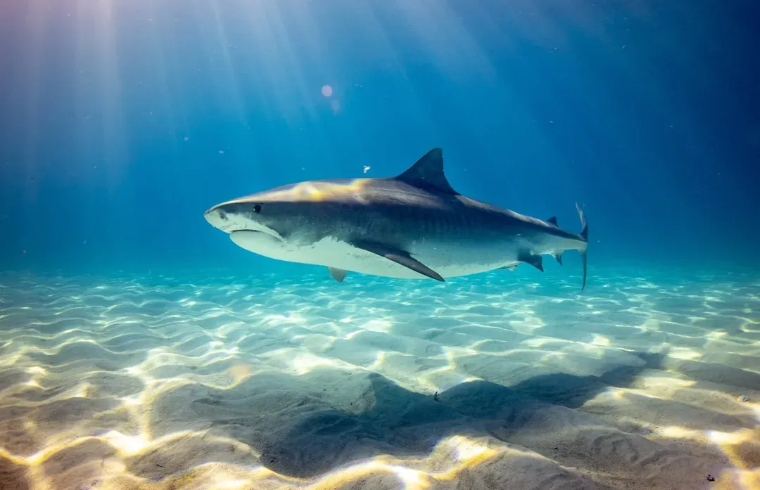 9 facts you did not know about the great white shark - the ocean's most ...