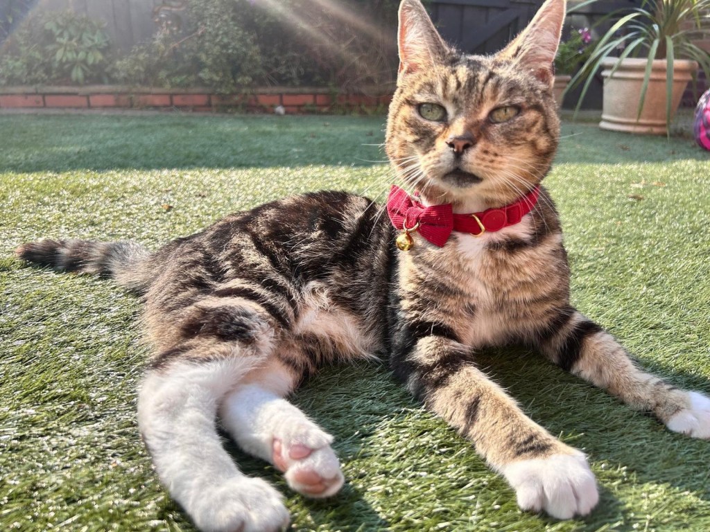 Cat snatched from drive on Ring doorbell footage is found dead three ...