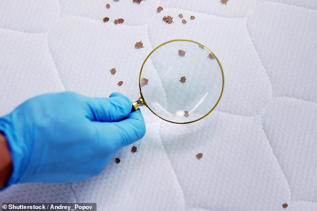 Rome named Europe's worst place for bed bug complaints and dirty mattresses