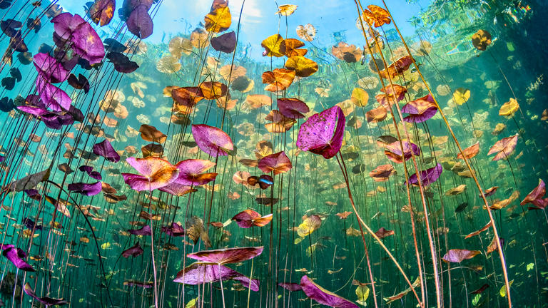 Mexico’s underwater caves hide vibrant lily fields – this one just won ...