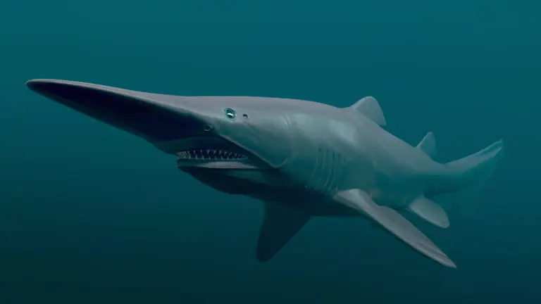 See it: Rare deep-sea goblin sharks filmed in their natural habitat for ...